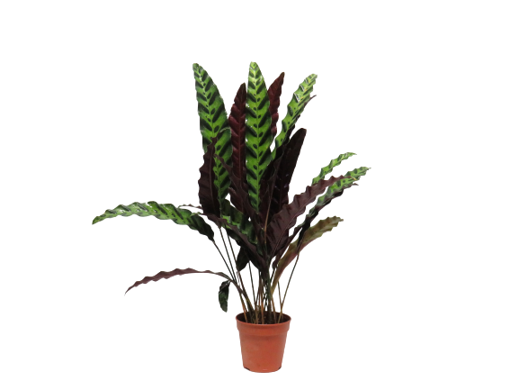 Pot Plants - Shekulanka Foliage (Pvt.) Ltd.