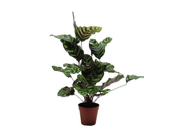 Pot Plants - Shekulanka Foliage (Pvt.) Ltd.